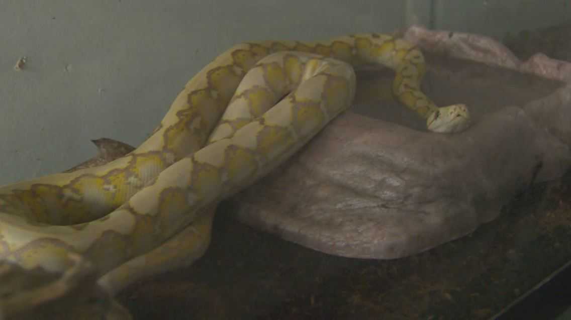 5-foot-python found stuffed in hotel room drawer