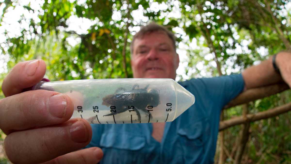 World's largest bee spotted for the first time since 1981