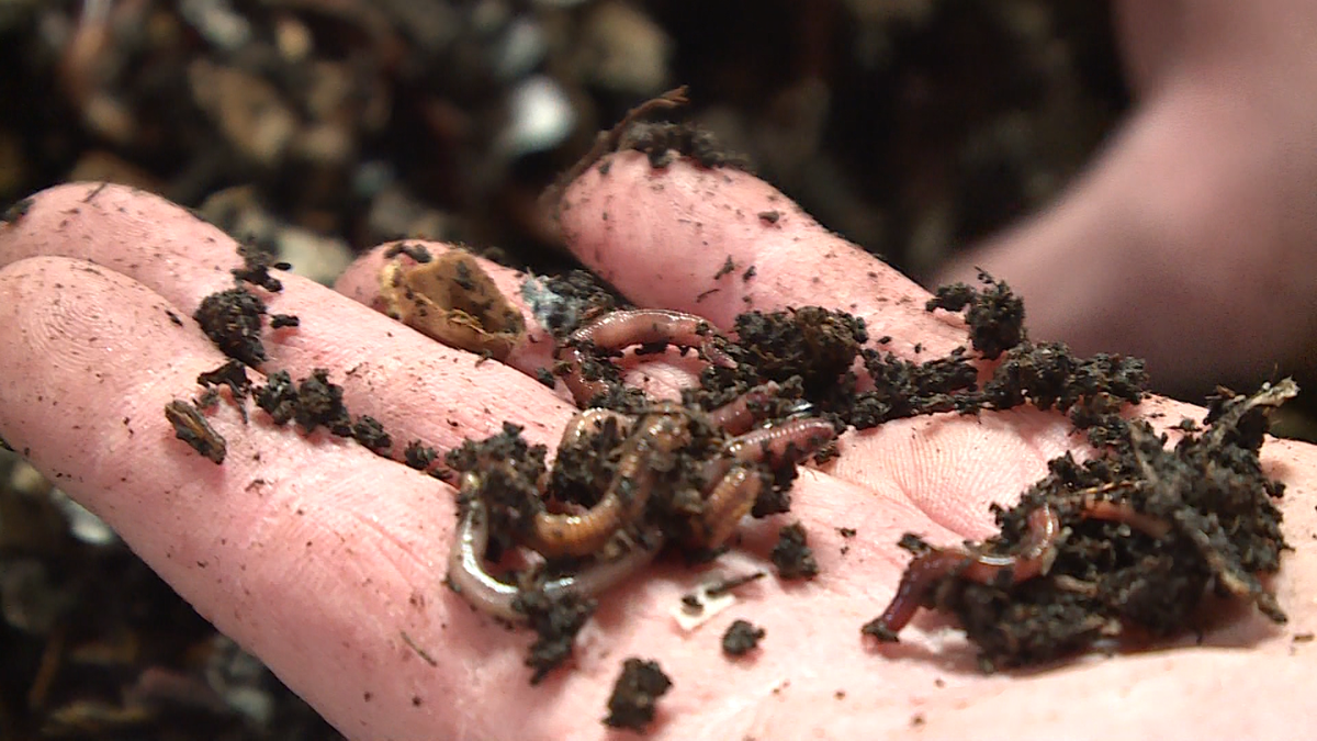 Muldrow business wants to use worms to recycle marijuana waste