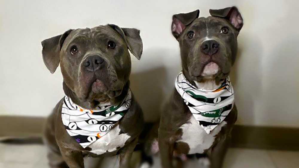 South Carolina: Officials ask for help finding dogs after crash