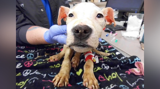Puppy found in crate at curb recovering at Ohio humane society