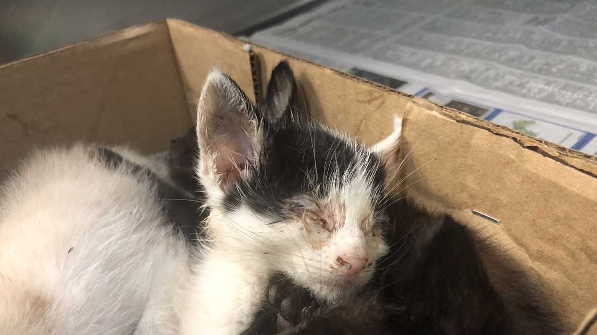 More than 30 cats rescued in hoarding case