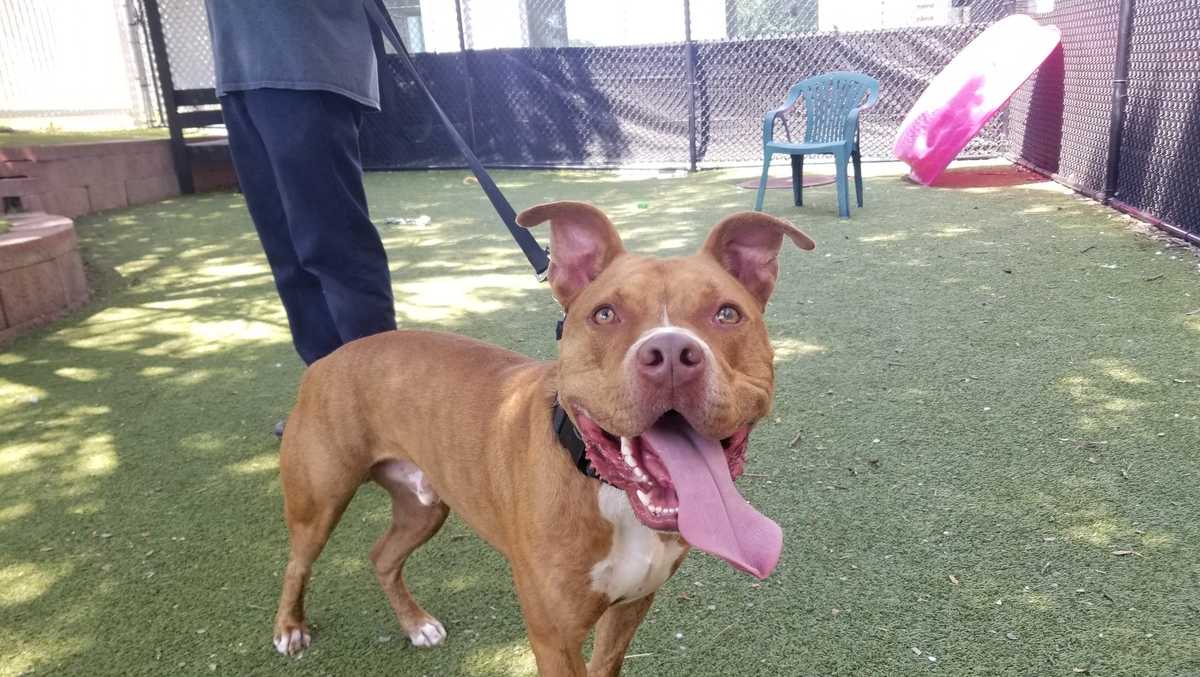 Meet the Nebraska Humane Society's pet of the week