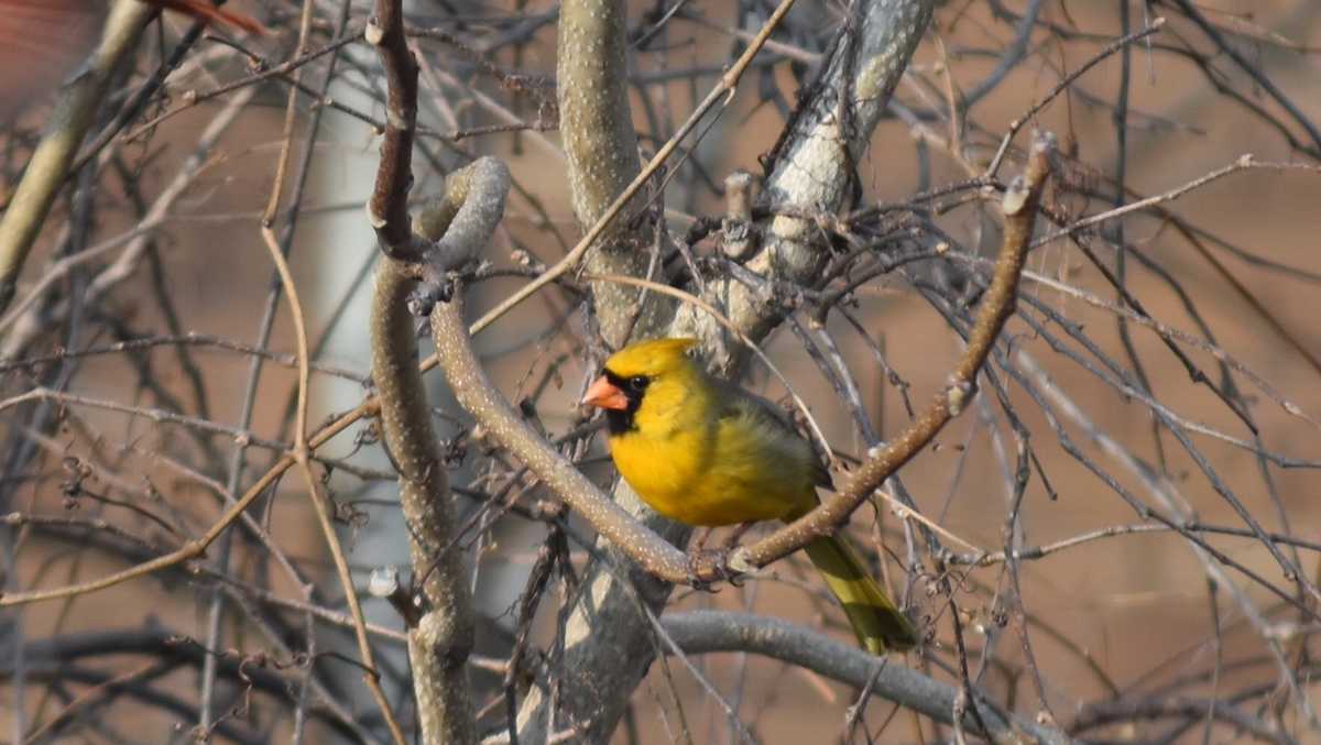 Yellow cardinal spotted in Hummelstown