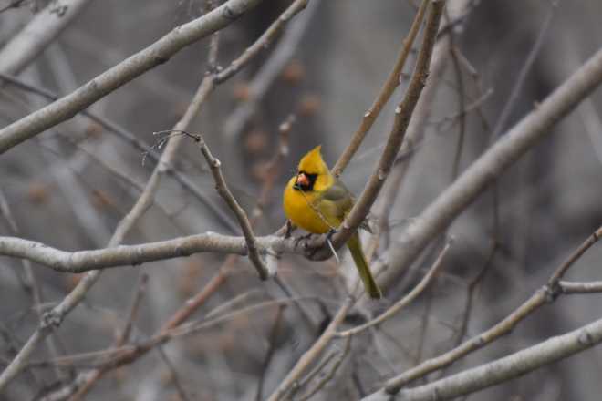 Yellow cardinal spotted in Hummelstown