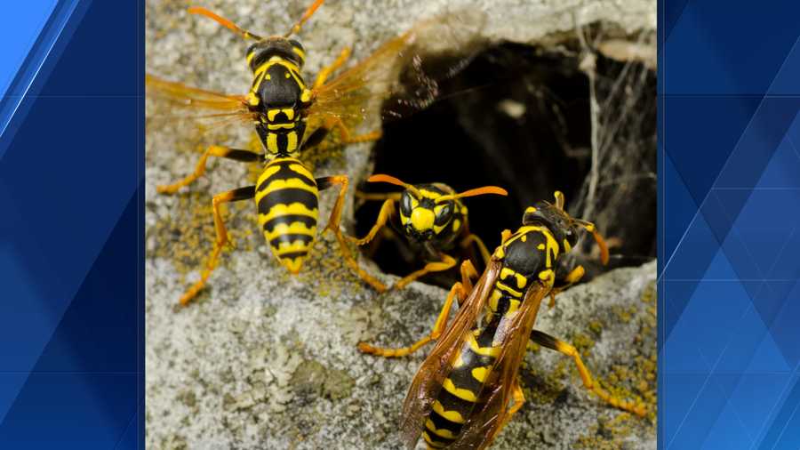 Scientists warn Alabamians of yellow jacket super nests