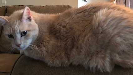 Lost and Found Pets in the WXII 12 Community