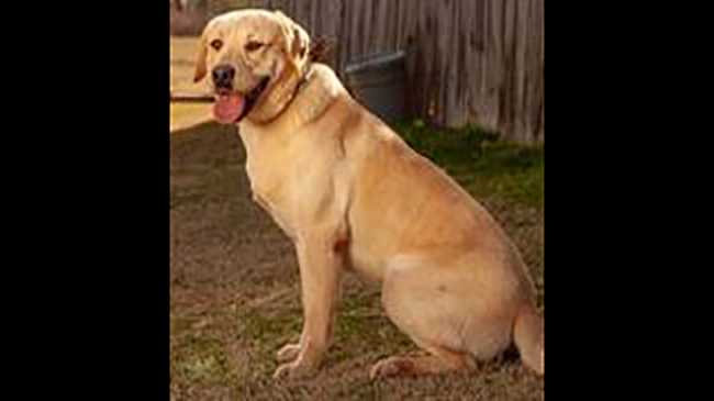 Sheriff's Foundation asks students to help name new K-9