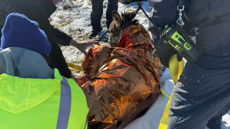 Donkey stranded on frozen pond rescued by fire crews in Pewee Valley