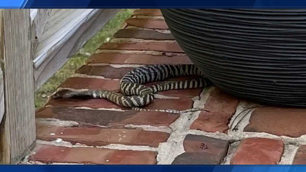 NC snake owner accepts plea for zebra cobra’s escape