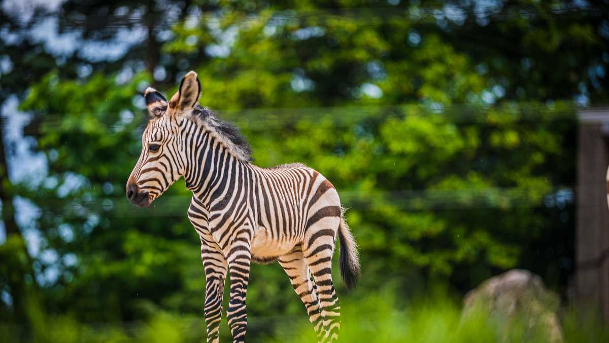 Louisville Zoo welcomes new baby zebra