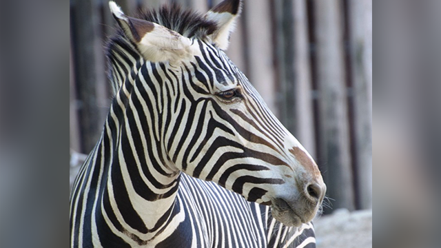 Akina the zebra dies at the Sacramento Zoo