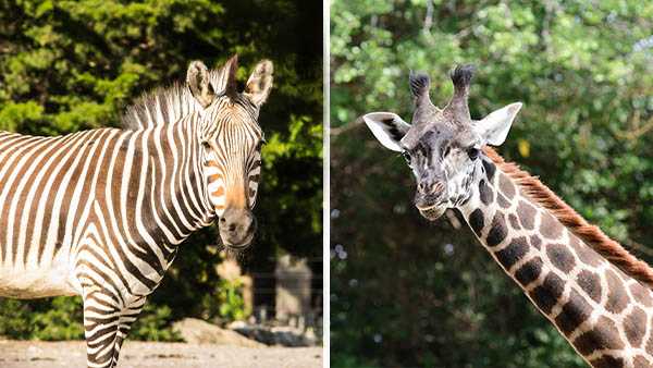 Louisville Zoo giraffe, zebra both giving birth soon