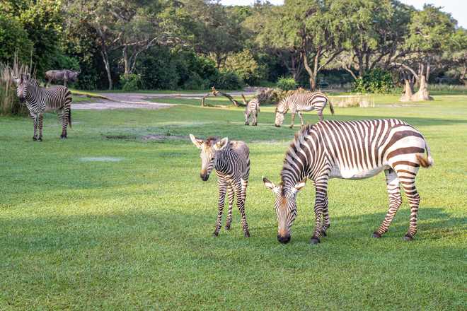 Double delight: 2 zebra foals born at Disney’s Animal Kingdom
