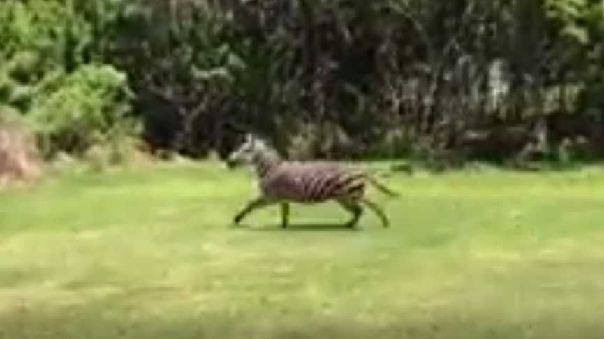 Zebra rams into pickup truck, leads police on chase in Florida