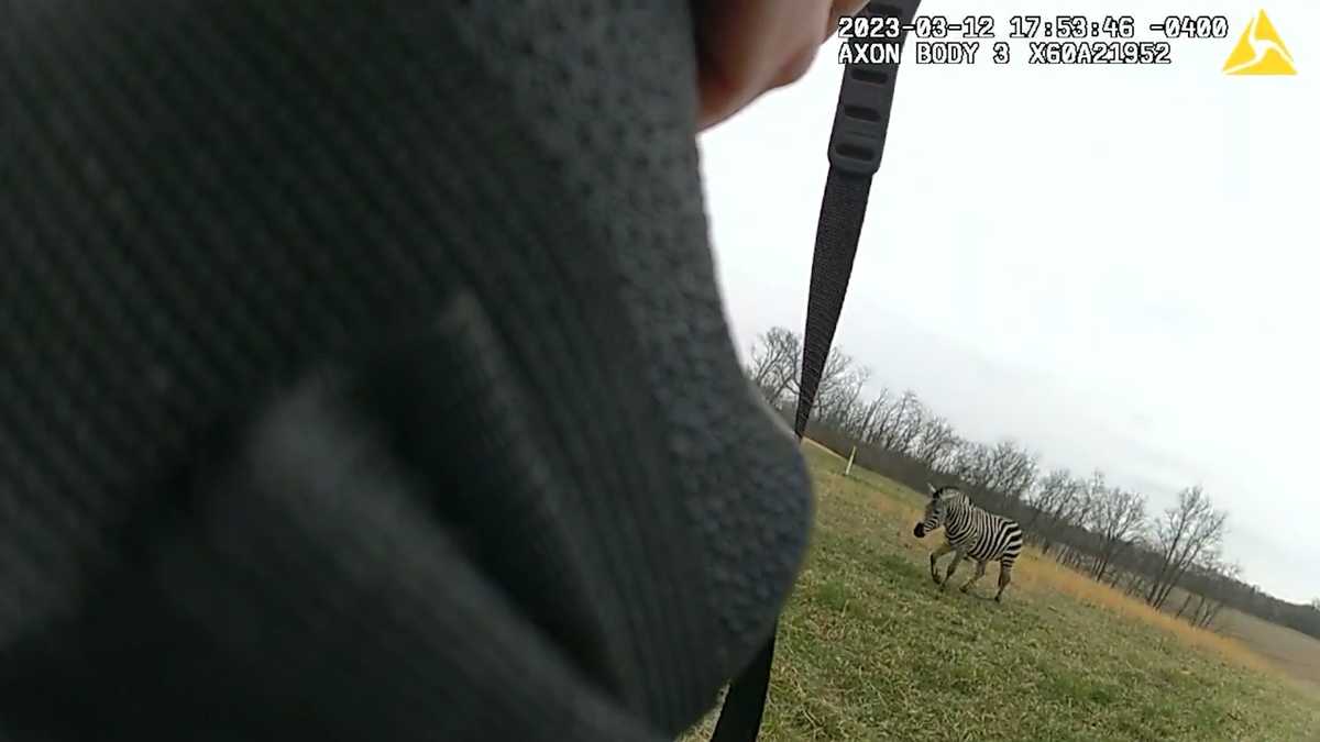 Zebra attacks owner's arm before being fatally shot