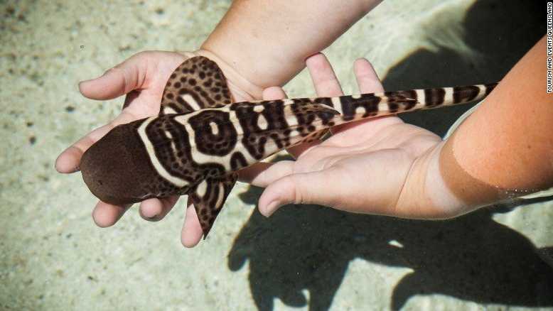 Zebra shark surprises scientists by giving birth without male
