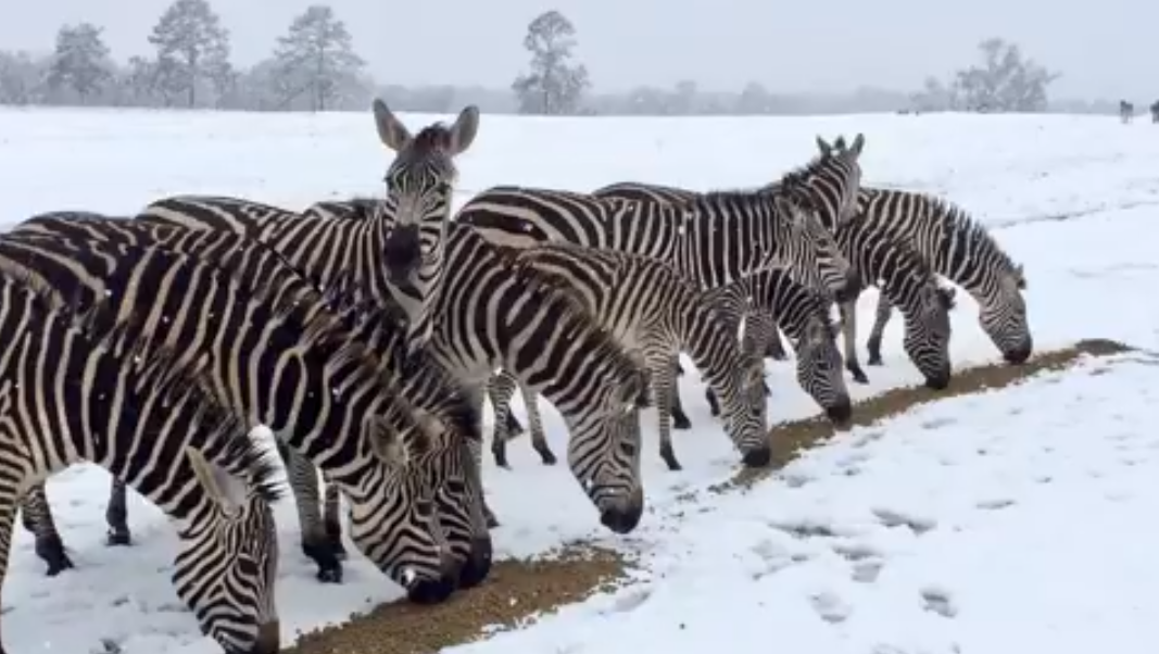 Zebras at Global Wildlife Center get wintry change of scenery