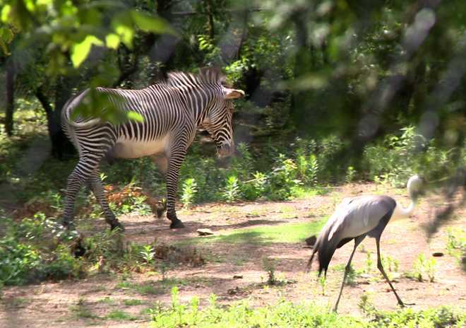 Summer Zoo Camp kicks off with wet start