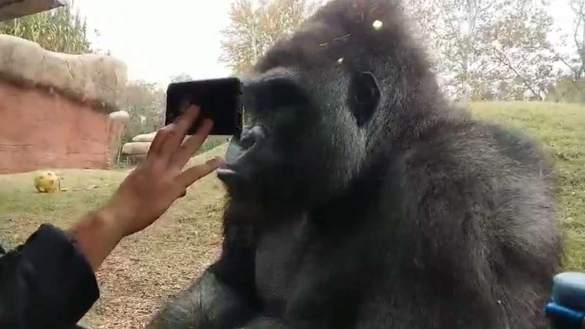 Video: OKC Zoo’s gorilla loves watching cell phone videos