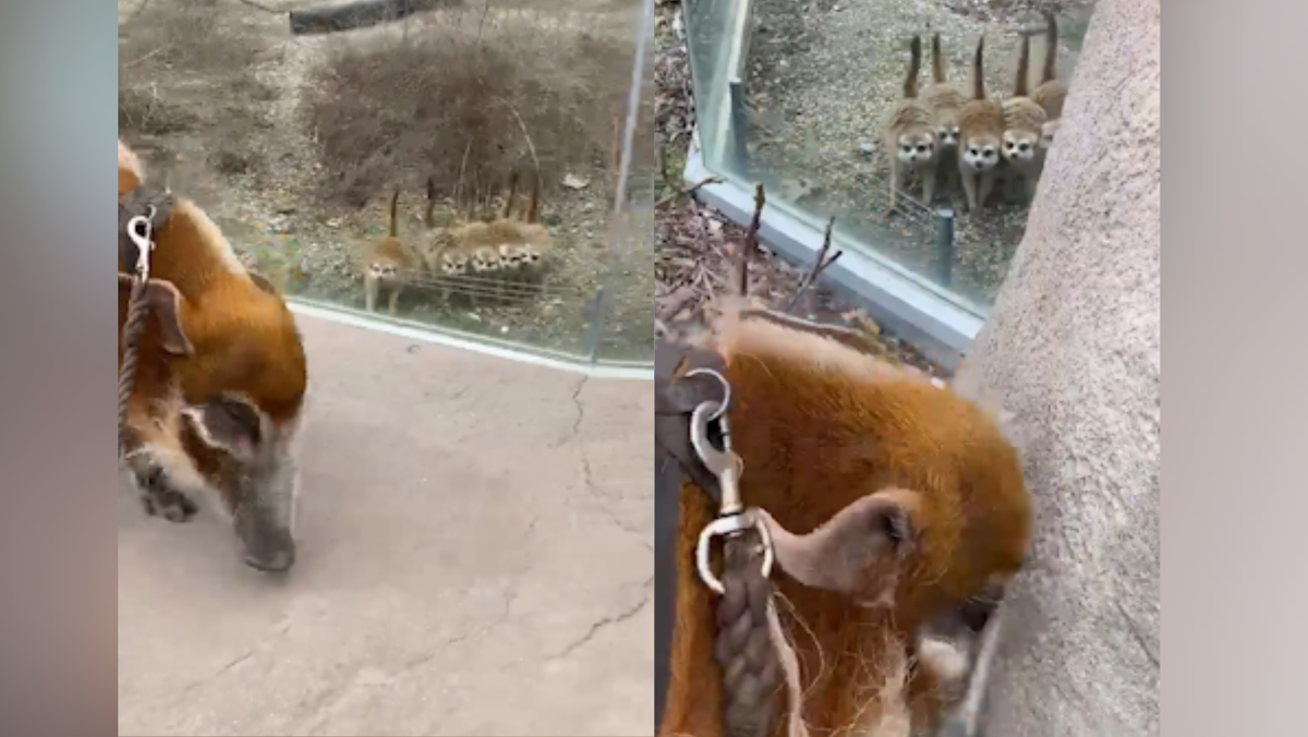 WATCH: Cincinnati Zoo's meerkats have hilarious encounter with 'unusual visitor'