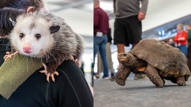 Why were Cincinnati Zoo animals at the airport? A toast to a special ...