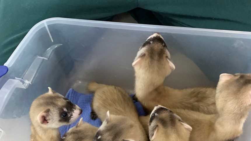 Louisville Zoo releasing 22 baby ferrets into the wild