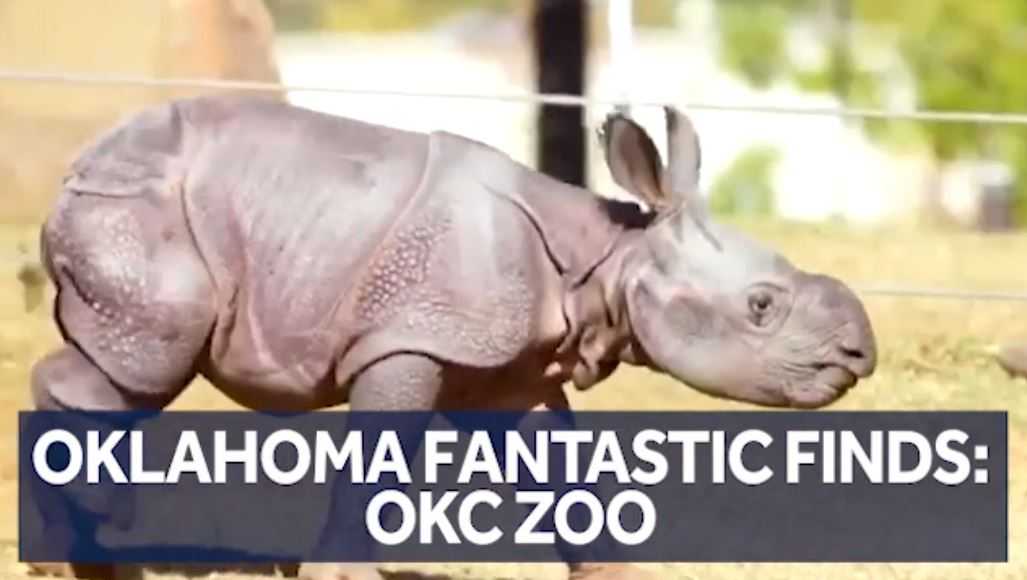 OKLAHOMA CITY SPRING BREAK: Oklahoma Fantastic Finds: OKC Zoo offers ...