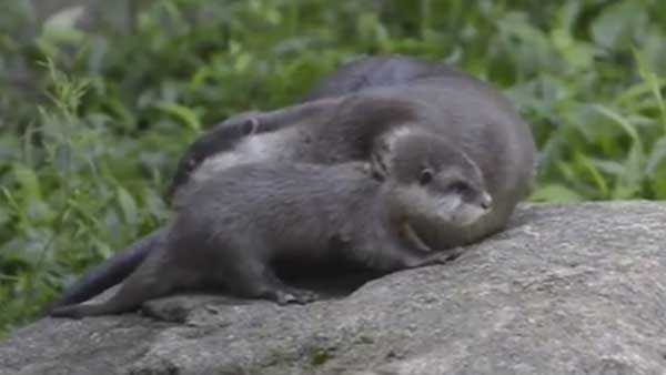 Ohio zoo’s newborn otter pup