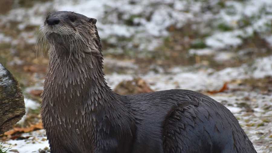 Ohio zoo otter dies after going into cardiac arrest