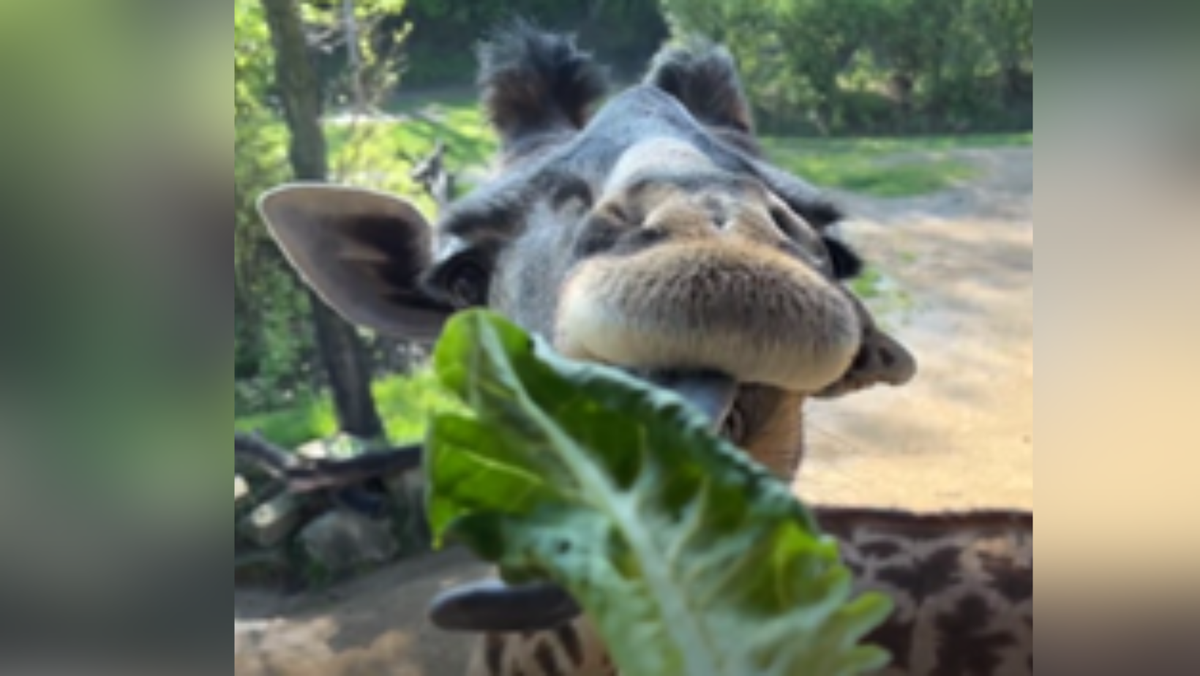 Cincinnati Zoo's new container farming system growing produce for ...
