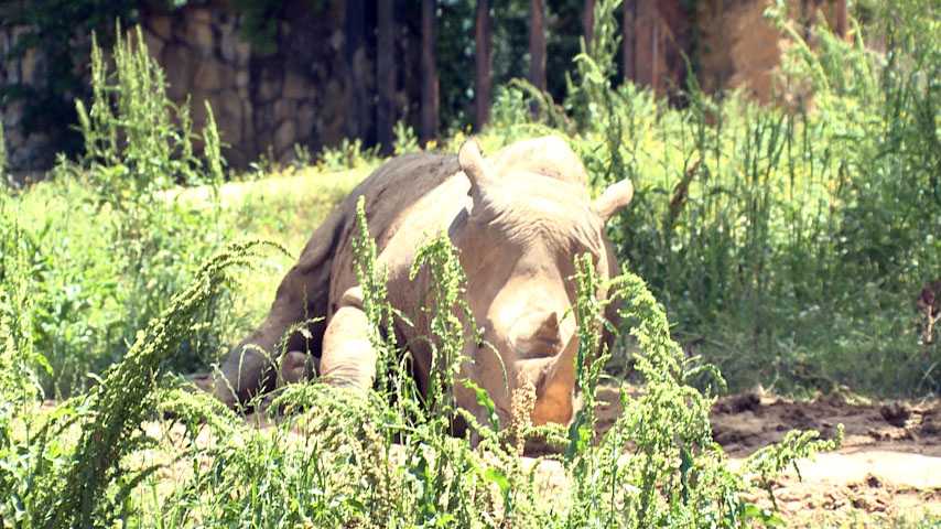 City approves $200K in emergency funding for Jackson Zoo