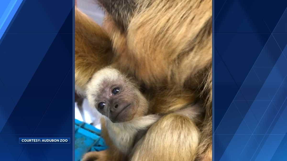 Audubon Zoo howler monkey gets rare C-section
