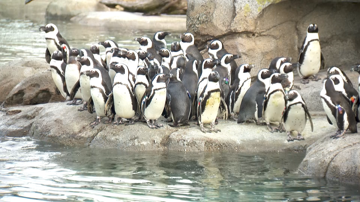 Maryland Zoo helping revival of the African penguin species