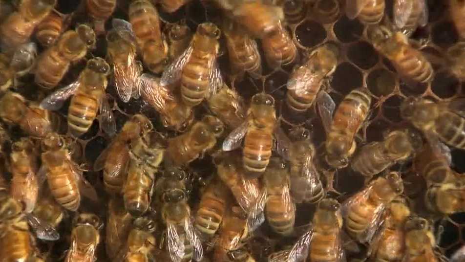 Swarm of bees kills dog, hurts 2 men in Ceres neighborhood