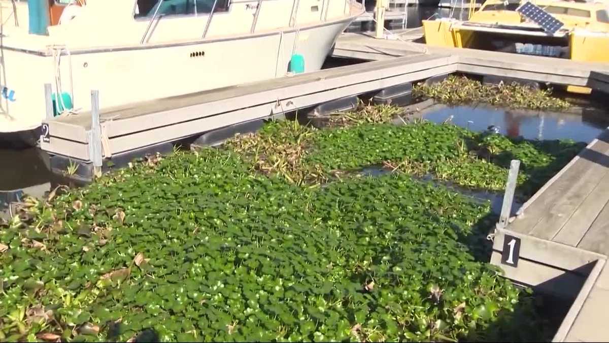 Is this the end of water hyacinth in Delta?
