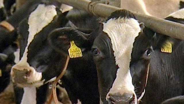 NDA warns livestock owners of anthrax after cattle in Texas, North ...