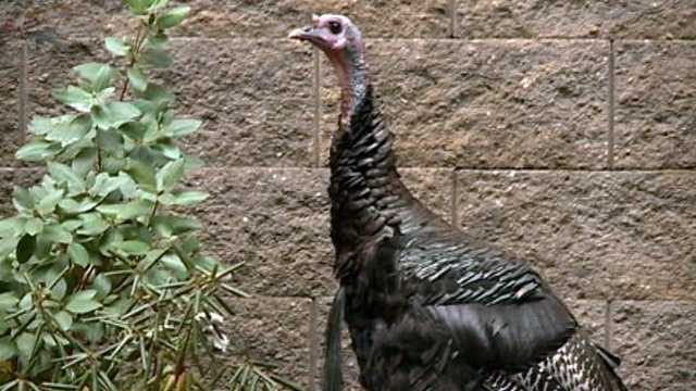 Iowa turkey farms test positive for avian flu