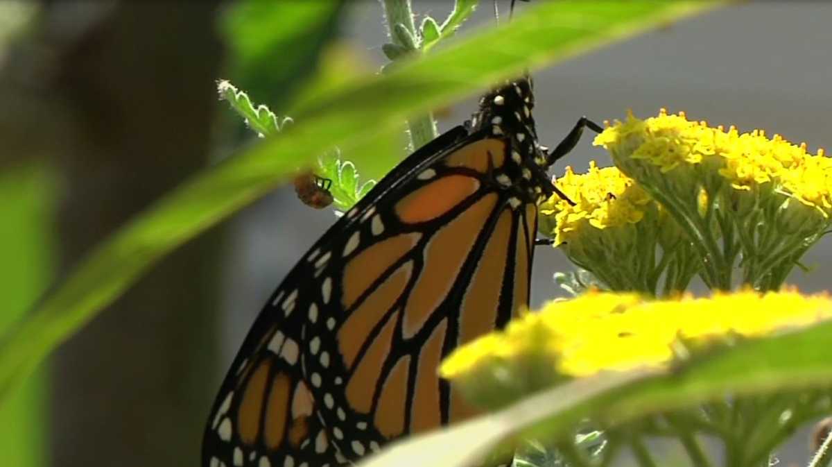 Refuge offers monarch butterfly workshop and count