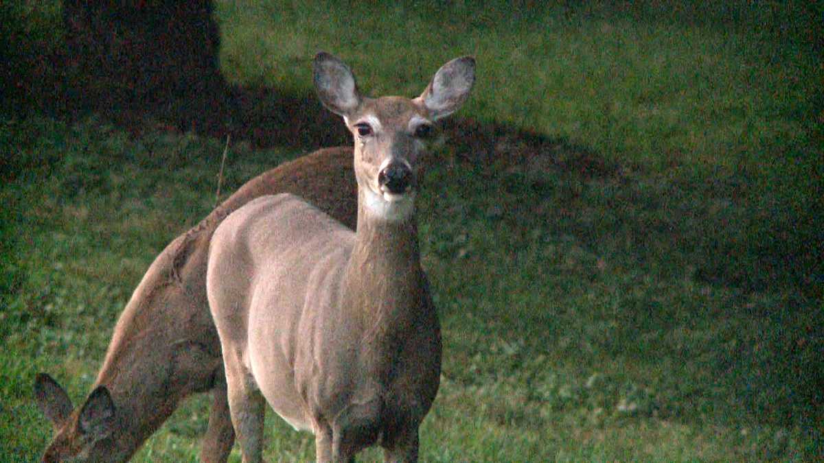 Iowa City to conduct deer hunts to lower local deer population