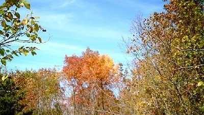 Wet, mild summer could mean more vibrant fall colors