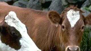 19 wild cows killed in US aerial shooting operation