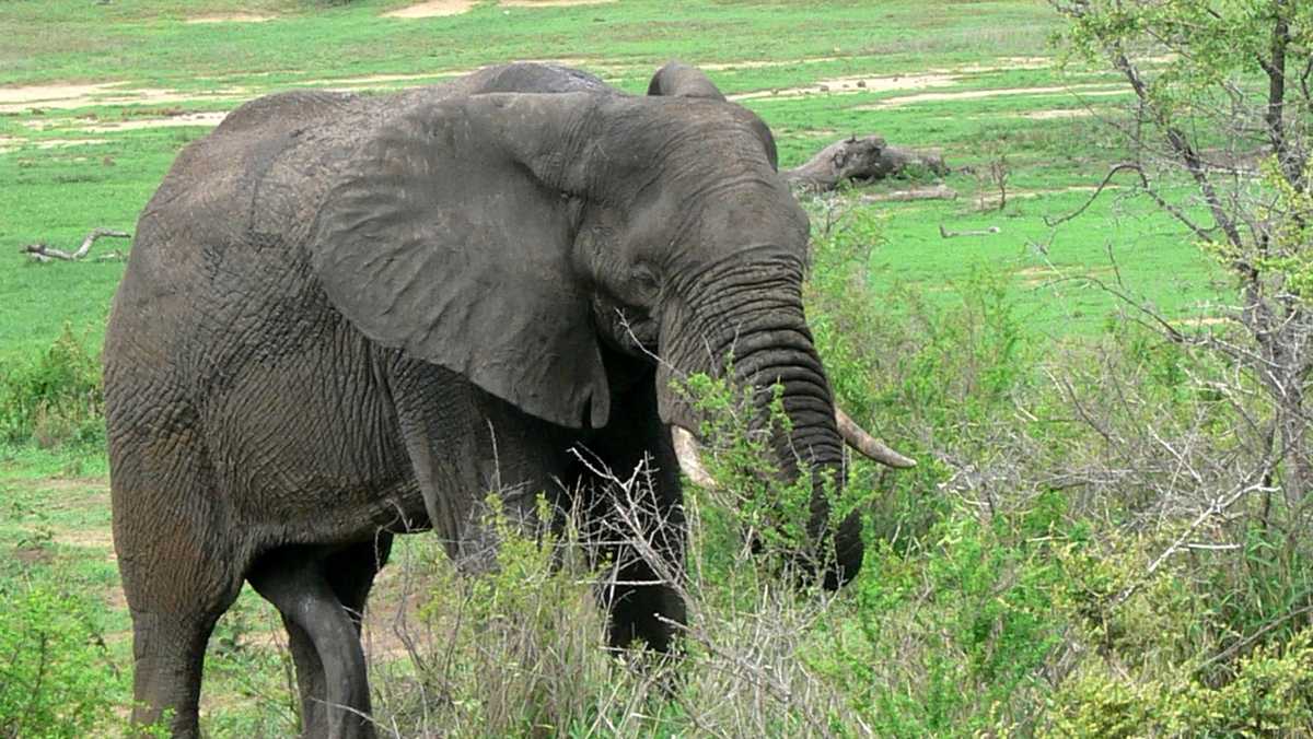 Oklahoma elephant sanctuary gearing up for Holiday in the Ark Festival