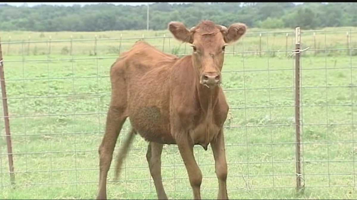 Officers wrangle loose cattle on I-40 near Meridian