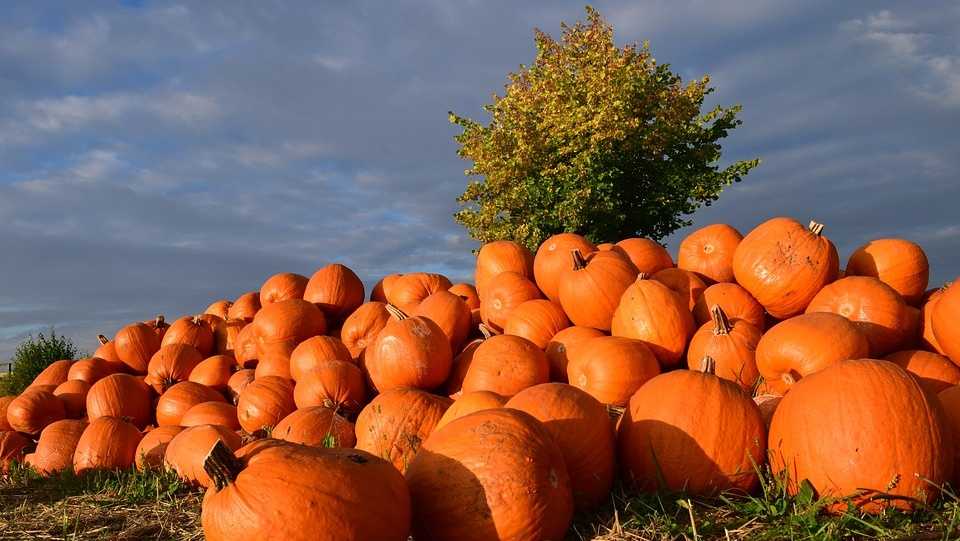 Fall festivals, pumpkin patches, activities around Oklahoma