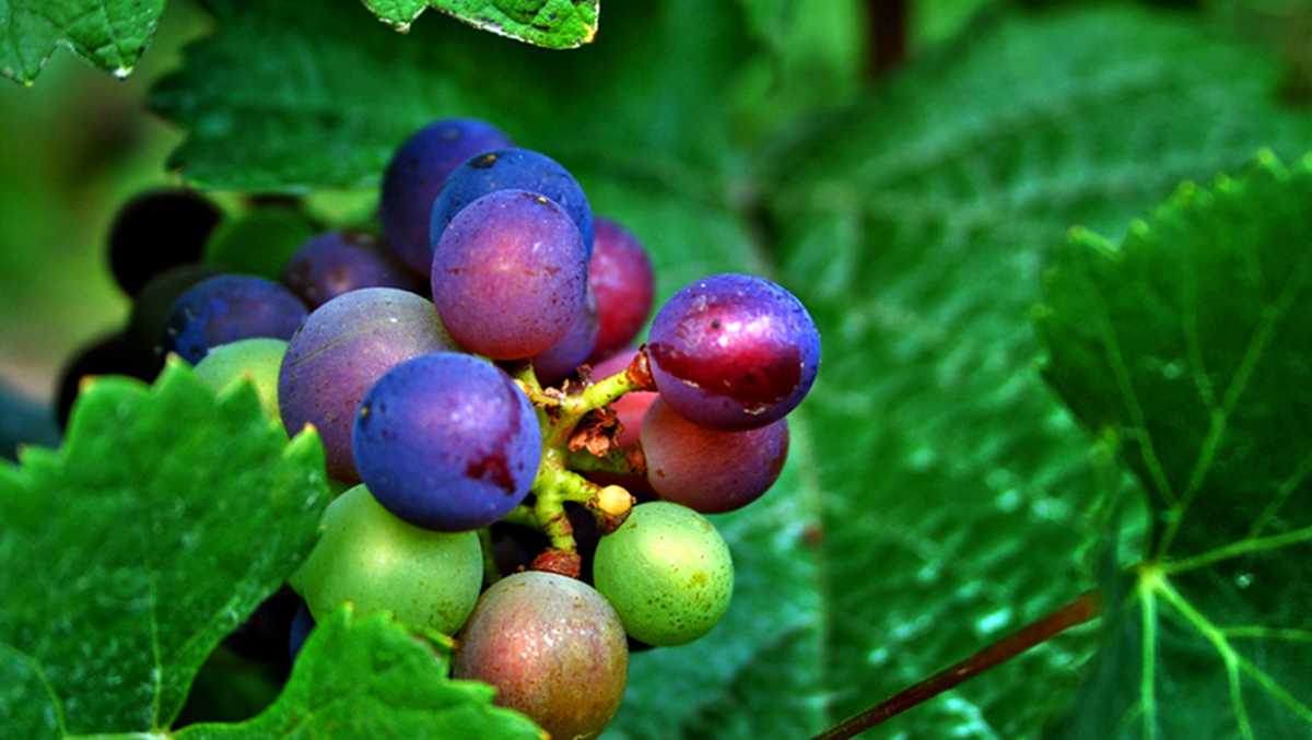 Monterey County vineyard using robots to harvest grapes