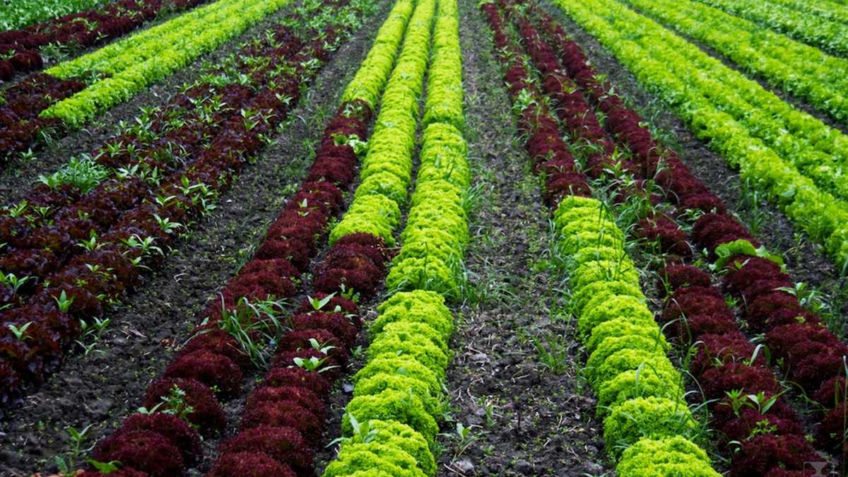 E. coli outbreak from Arizona lettuce expands