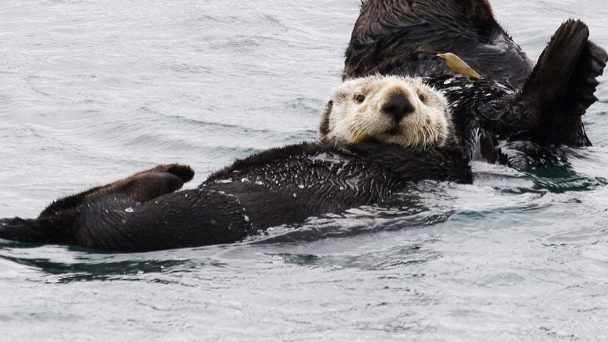 Sea Otter Awareness Week kicks off on Central Coast, nationwide