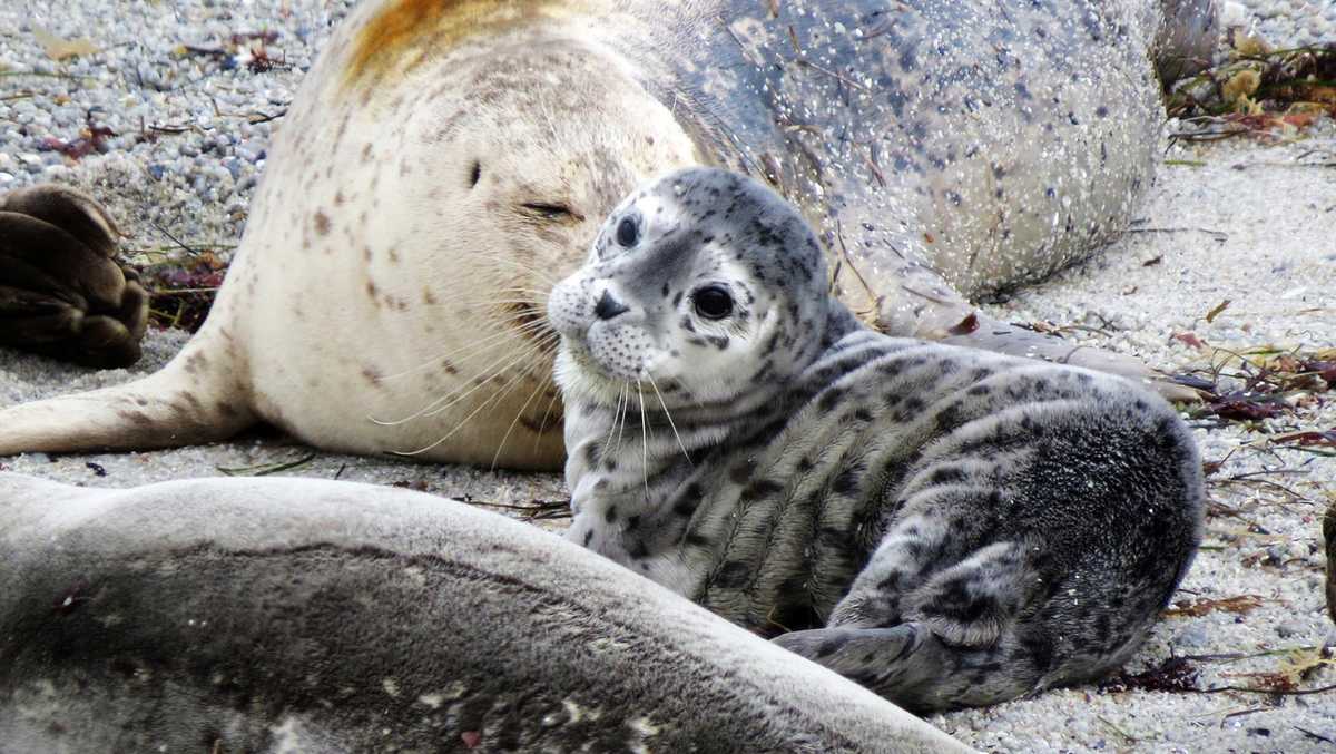 Pacific Grove's first harbor seal pup of the season