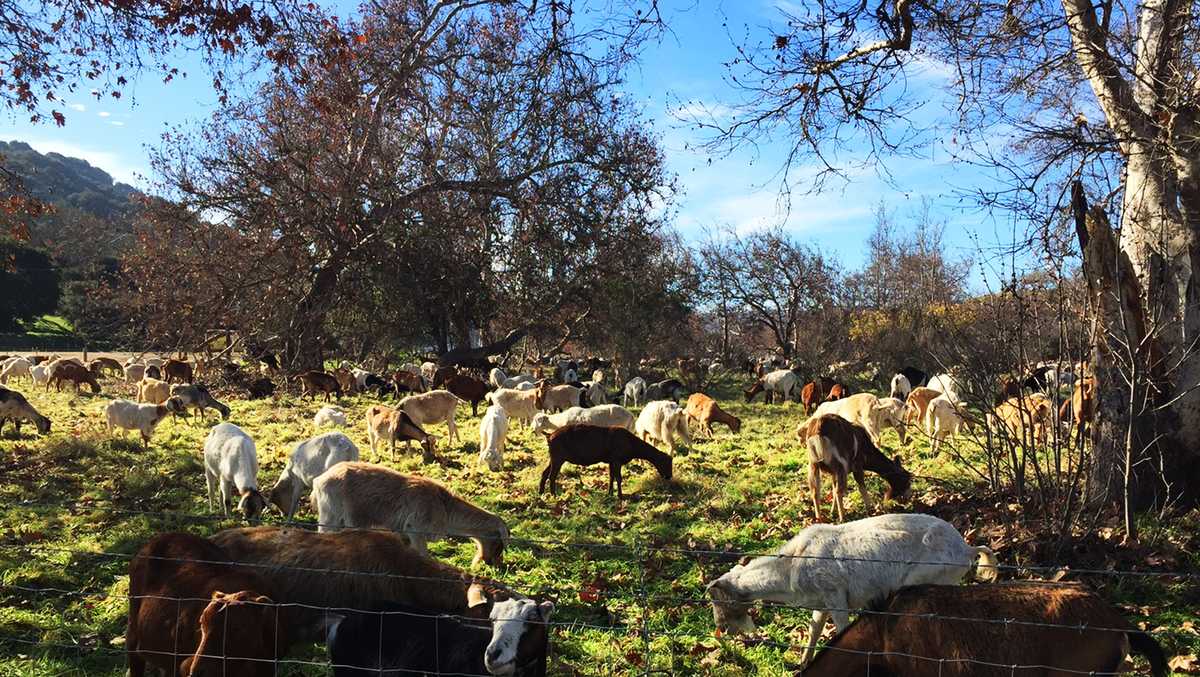 Goats to clear vegetation along Santa Cruz Branch Rail Line